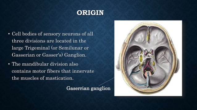 Trigeminal nerve and its course | PPTX