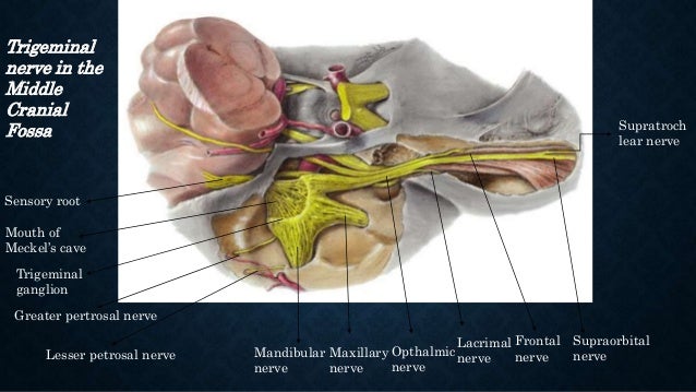Trigeminal nerve and its course
