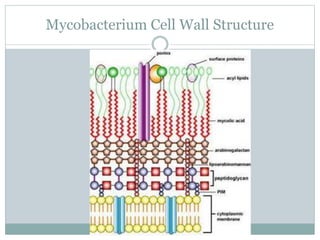 Impact of tuberculosis pathogenesis and management | PPTX
