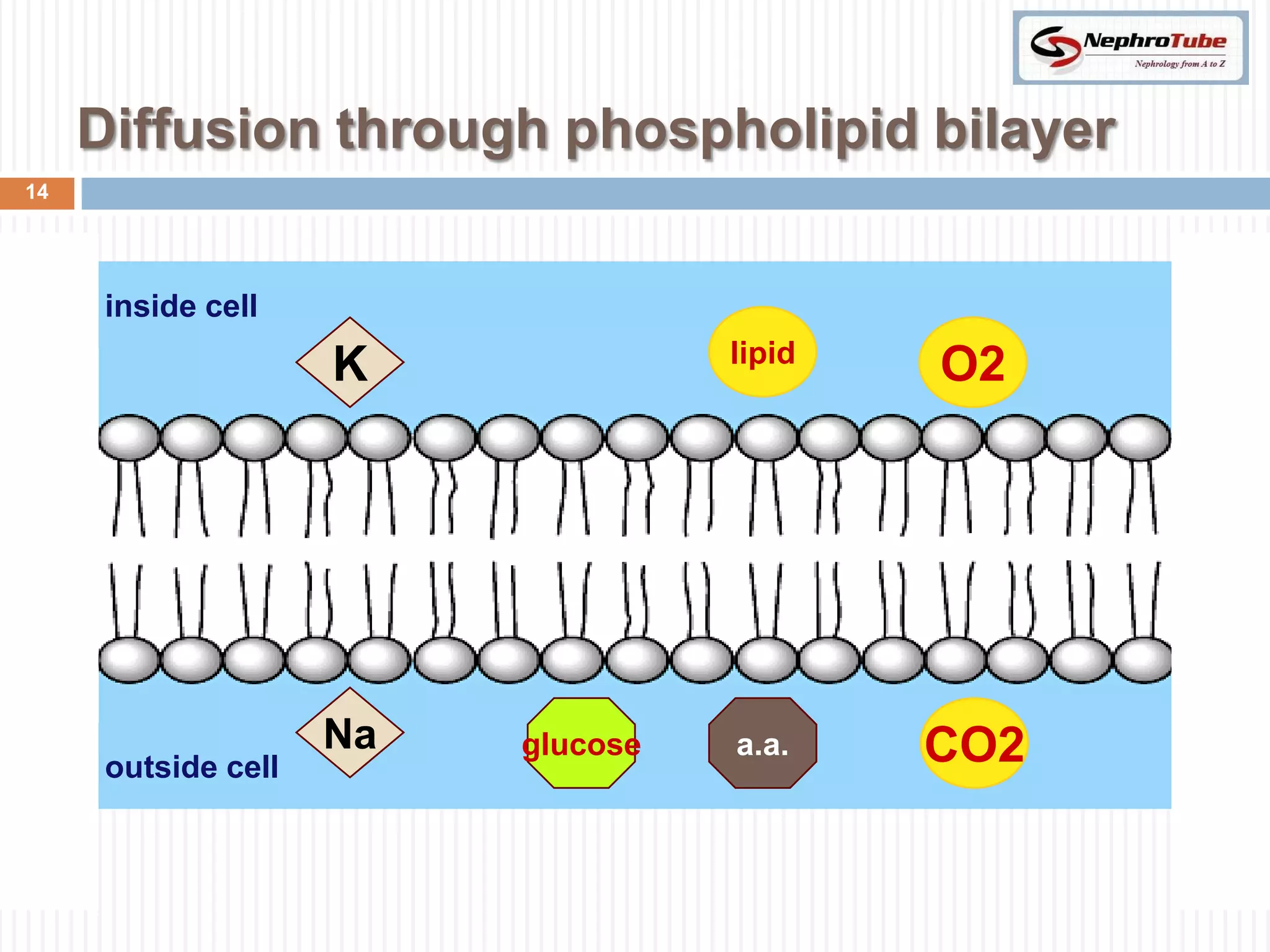 Renal Physiology (III) - Renal Tubular Processing - Dr. Gawad | PPT