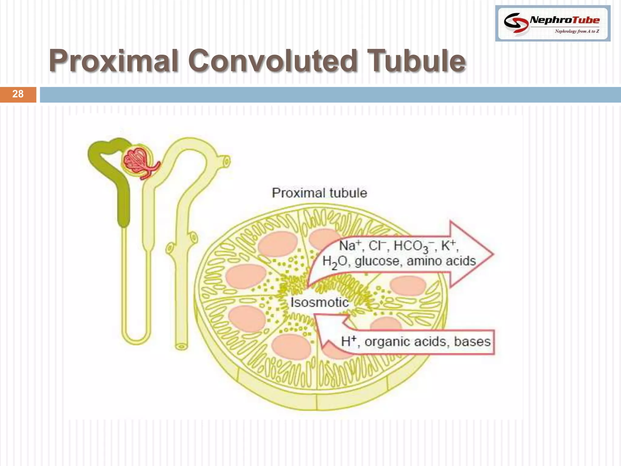 Renal Physiology (III) - Renal Tubular Processing - Dr. Gawad | PPT