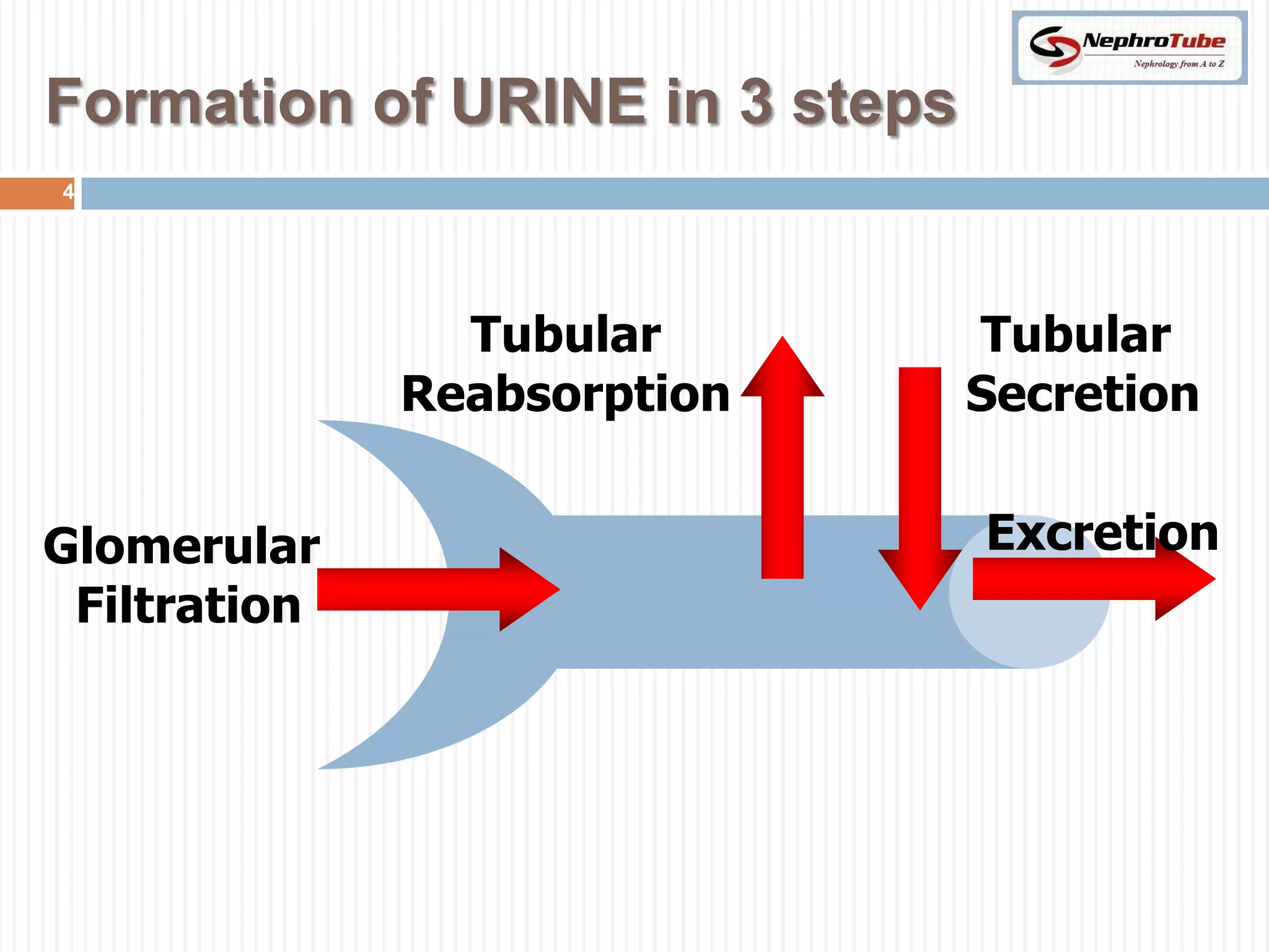 Renal Physiology (III) - Renal Tubular Processing - Dr. Gawad | PPT