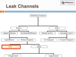 Renal Physiology (III) - Renal Tubular Processing - Dr. Gawad | PPT