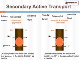 Renal Physiology (III) - Renal Tubular Processing - Dr. Gawad | PPT