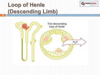 Renal Physiology (III) - Renal Tubular Processing - Dr. Gawad | PPT