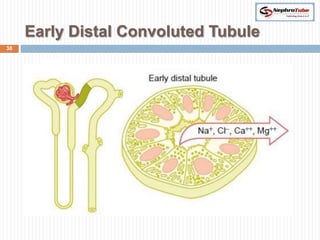 Renal Physiology (III) - Renal Tubular Processing - Dr. Gawad | PPT