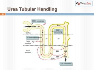 Renal Physiology (III) - Renal Tubular Processing - Dr. Gawad | PPT