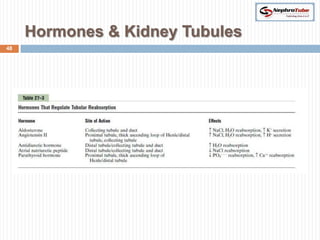 Renal Physiology (III) - Renal Tubular Processing - Dr. Gawad | PPT