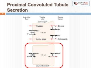 Proximal Convoluted Tubule Transport