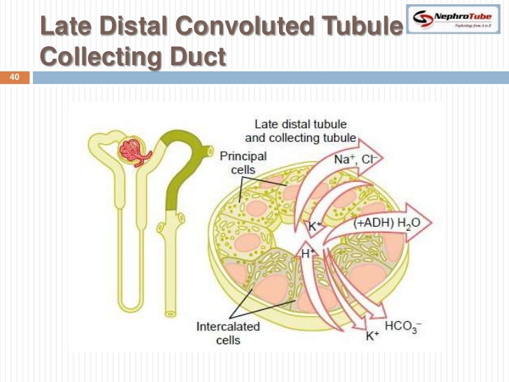 Renal Physiology (III) - Renal Tubular Processing