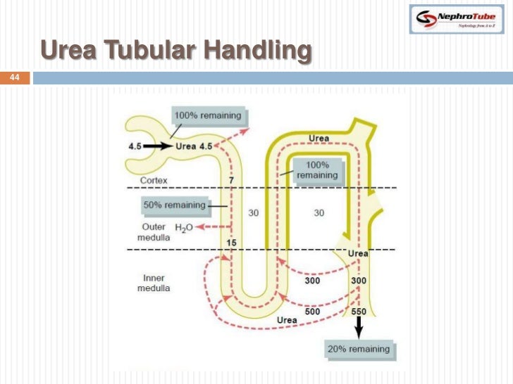 Renal Physiology (III) - Renal Tubular Processing