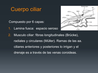 3. tunica vascular | PPTX
