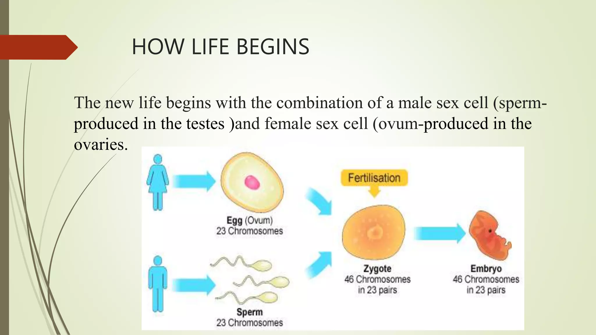 Human growth and Development- The beginning of life.pptx