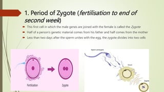 Human growth and Development- The beginning of life.pptx