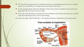 Human growth and Development- The beginning of life.pptx