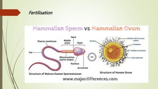 Human growth and Development- The beginning of life.pptx