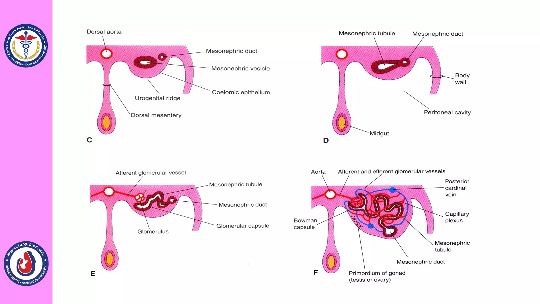 Urinary system development | PDF