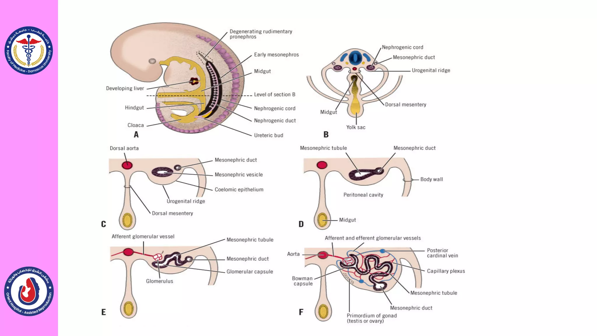 Urinary system development | PDF