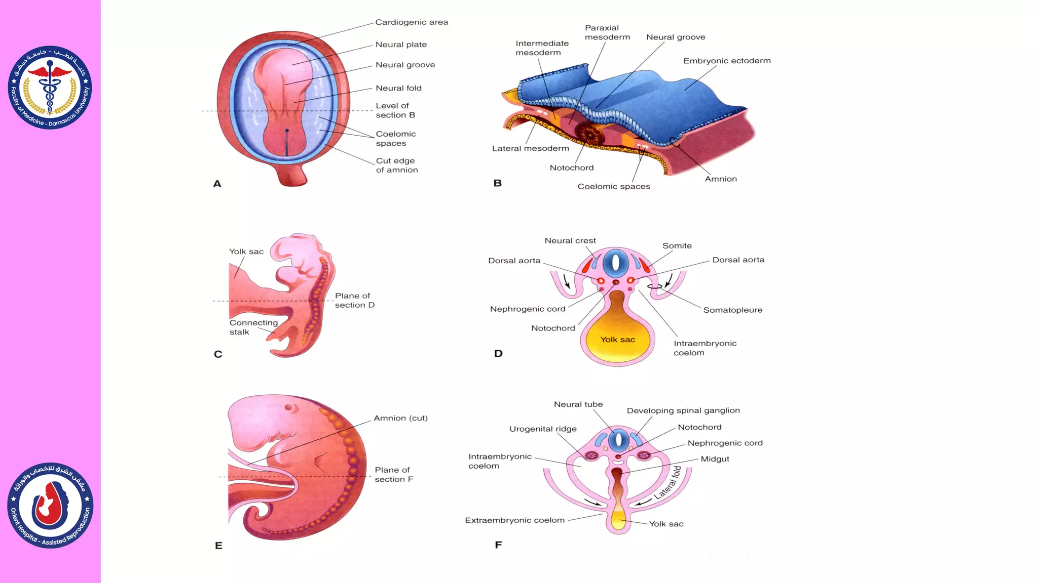 Urinary system development | PDF