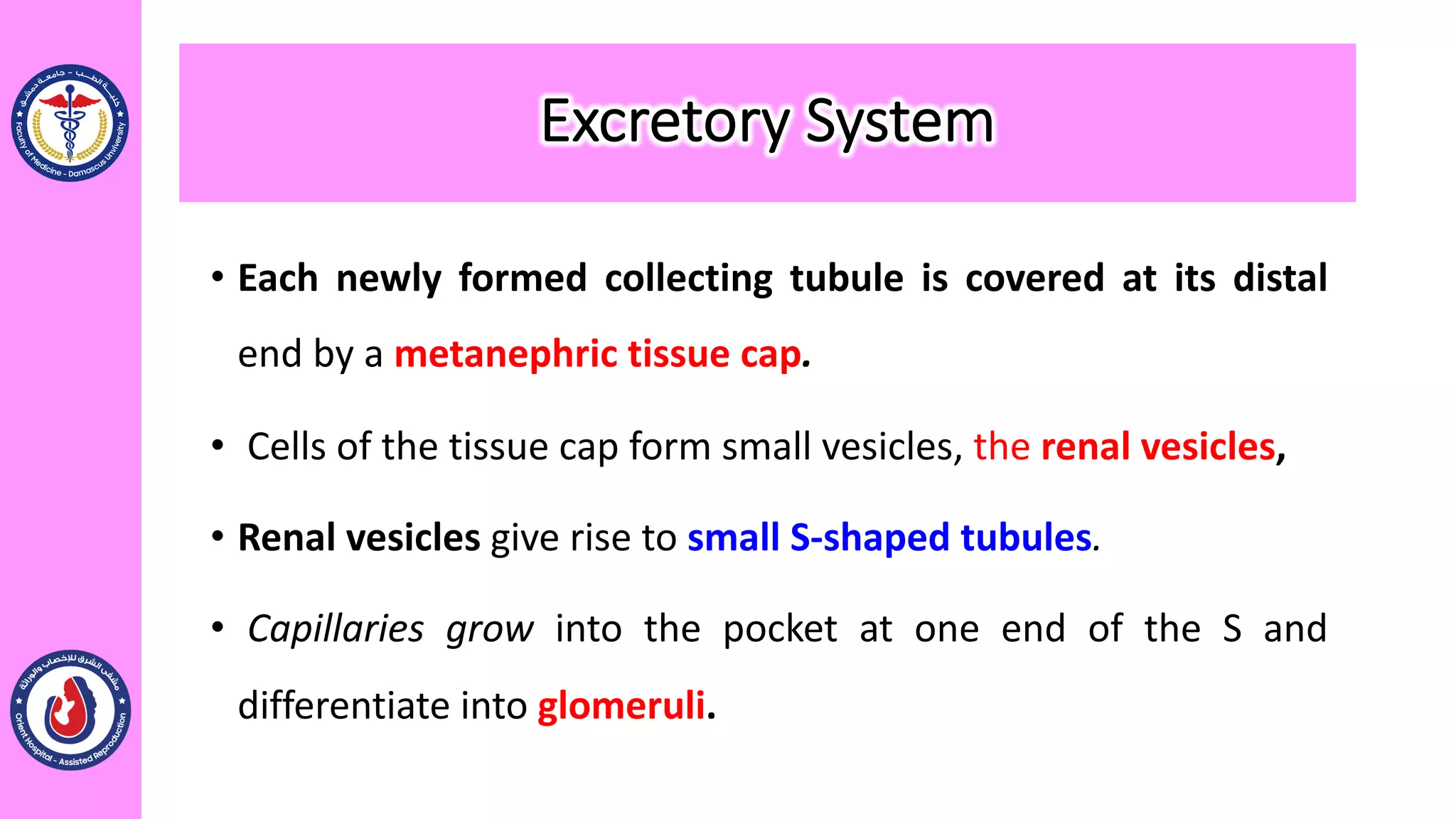 Urinary system development | PDF
