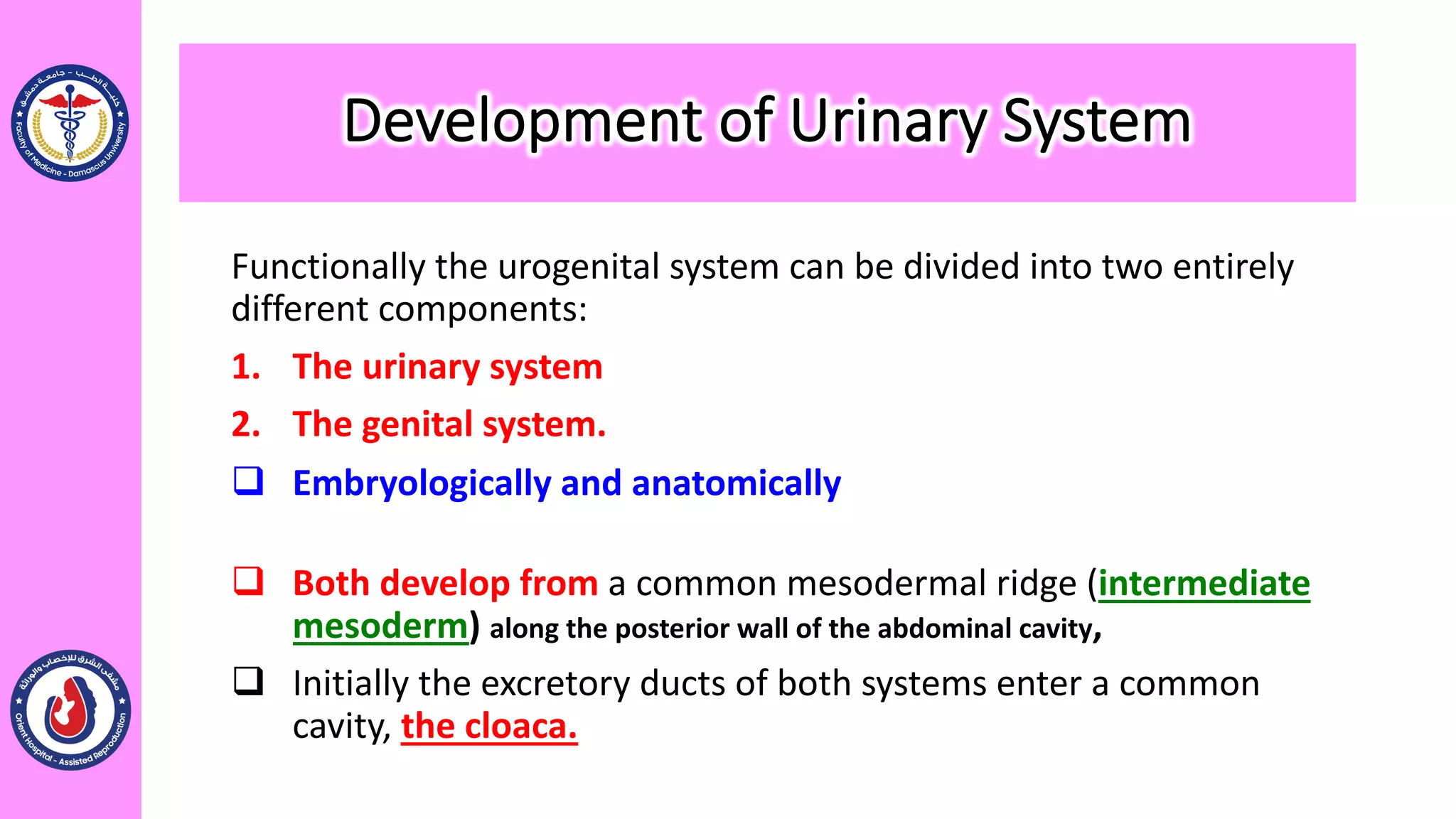 Urinary system development | PDF