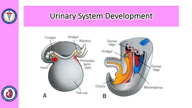 Urinary system development | PDF | Reproductive Health | Diseases and ...