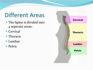 III Sem - Week 1 - The Spine | PPT