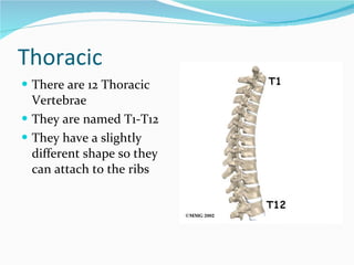 III Sem - Week 1 - The Spine | PPT