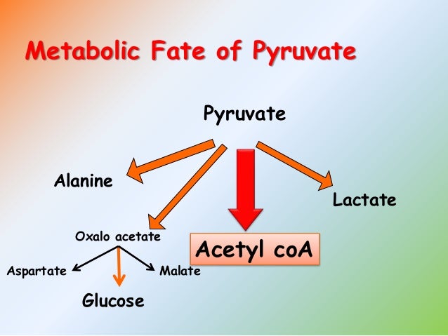 Convertion of Pyruvate to Acetyl CoA