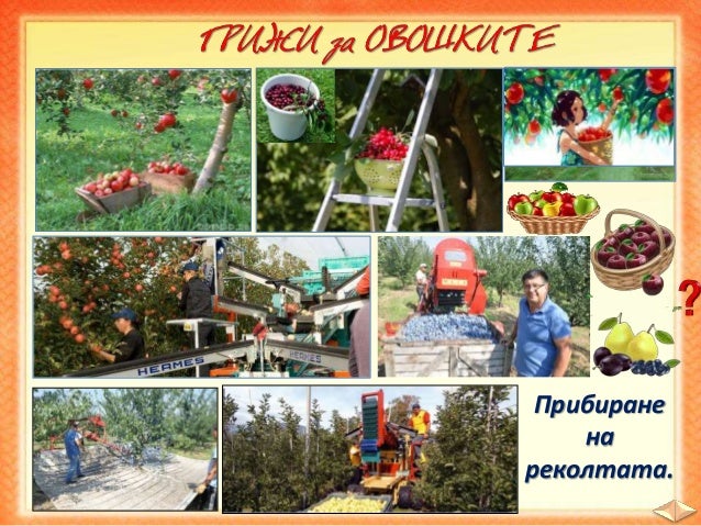 30. В градината - ОС, Анубис, В. П.