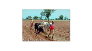 GEOGRAPHY IGCSE: FOOD INDUSTRY - RURAL ENVIRONMENTS | PPTX