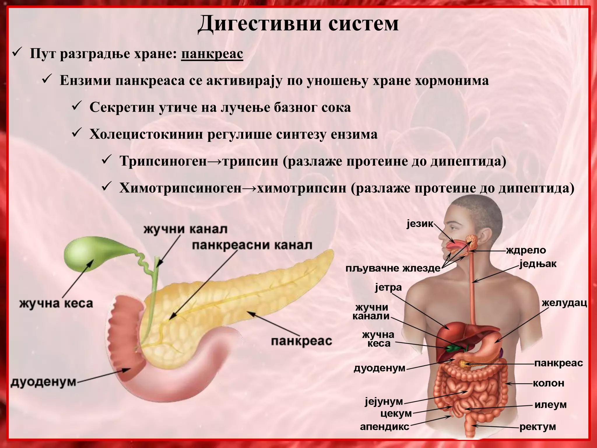 30. Sistem organa za varenje, anatomija i fiziologija | PPTX