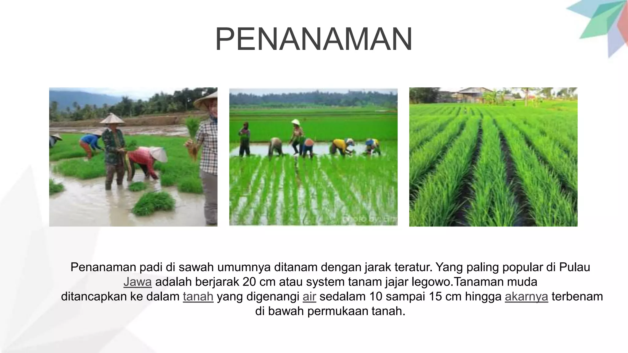 Budidaya Tanaman Padi | PPTX