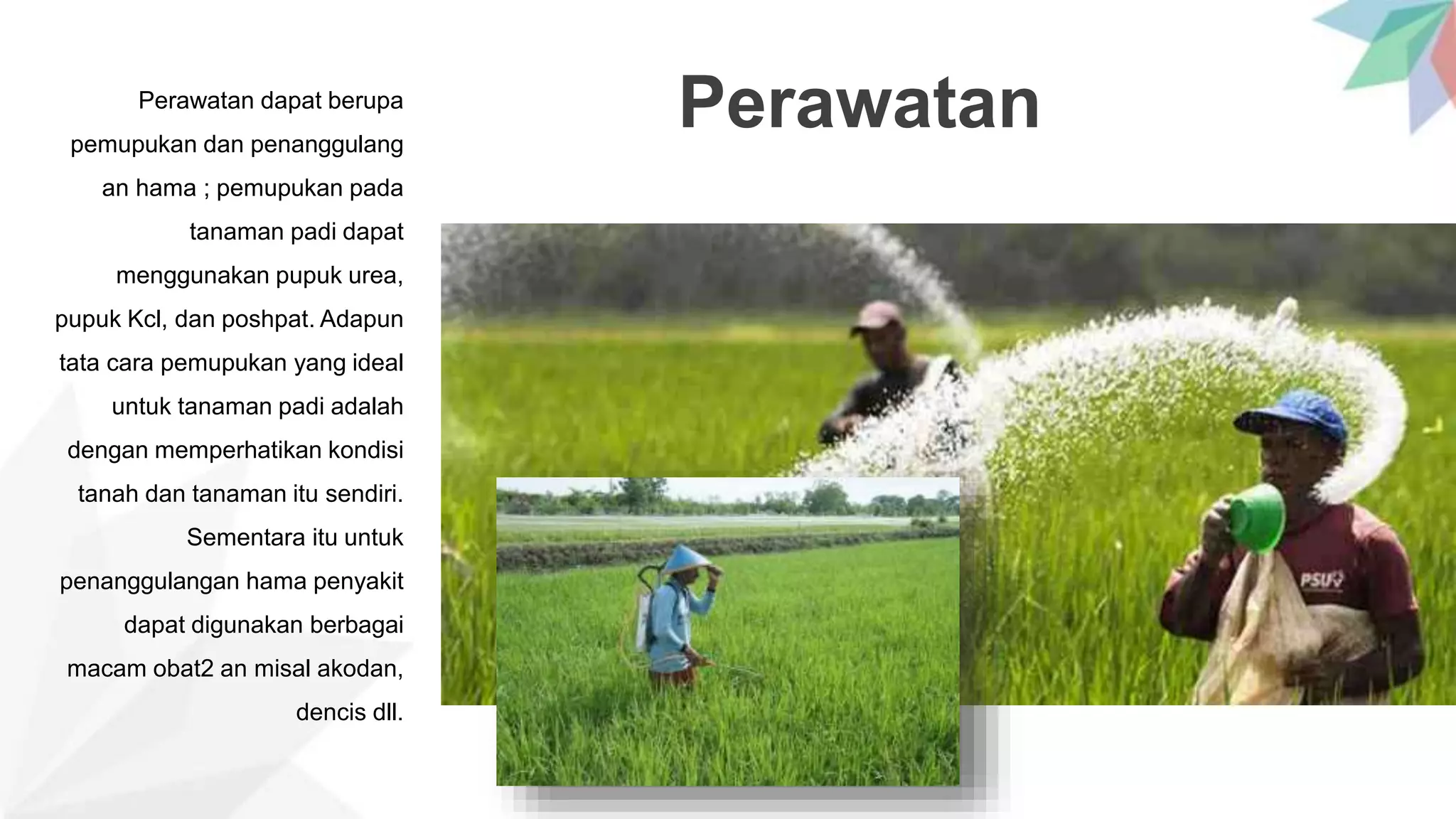 Budidaya Tanaman Padi | PPTX
