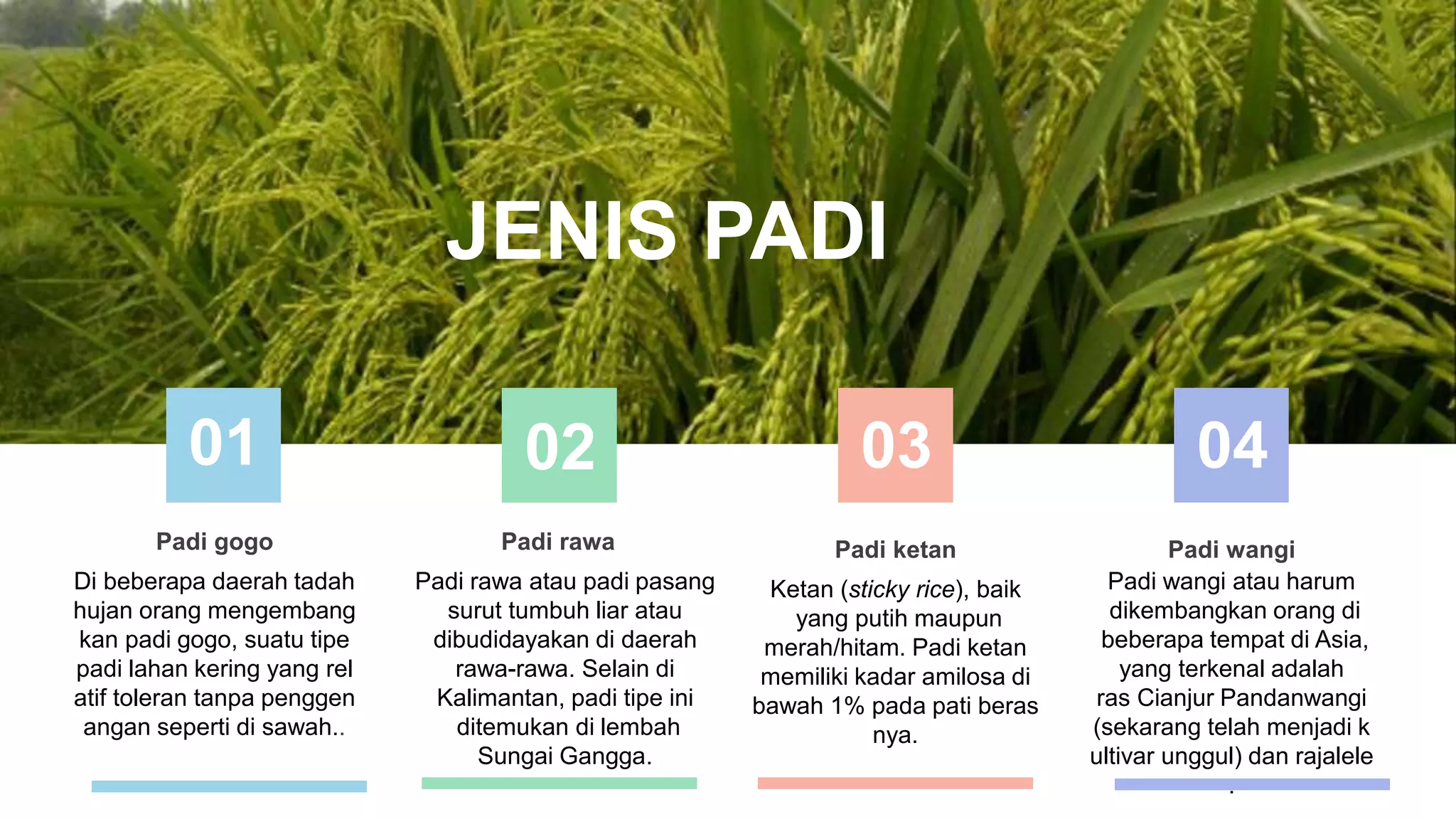 Budidaya Tanaman Padi | PPTX