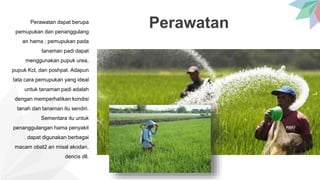 Budidaya Tanaman Padi | PPTX