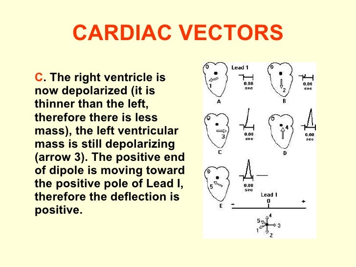 30. cardiovascular 2-07-08