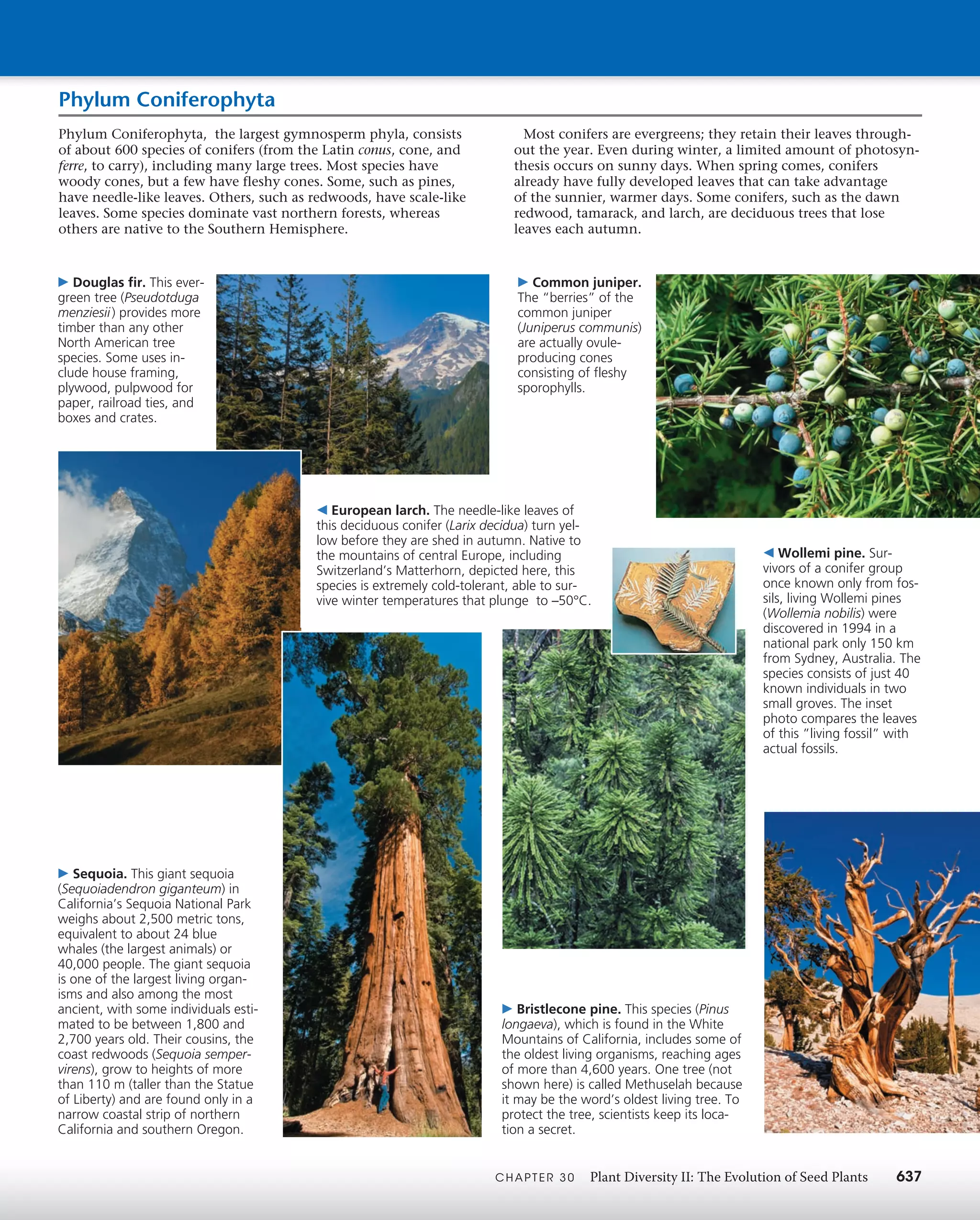 30 plant diversity ii-the evolution of seed plants | PDF