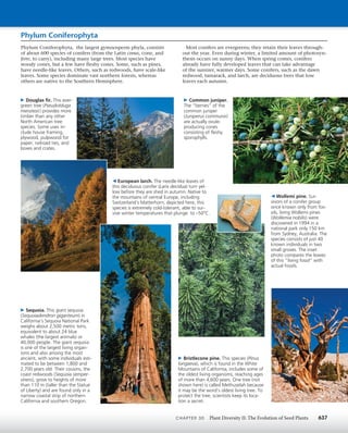 30 plant diversity ii-the evolution of seed plants | PDF