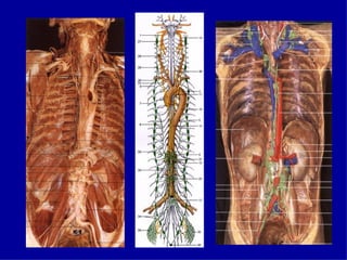 30 Retroperitoneo Renal | PPT