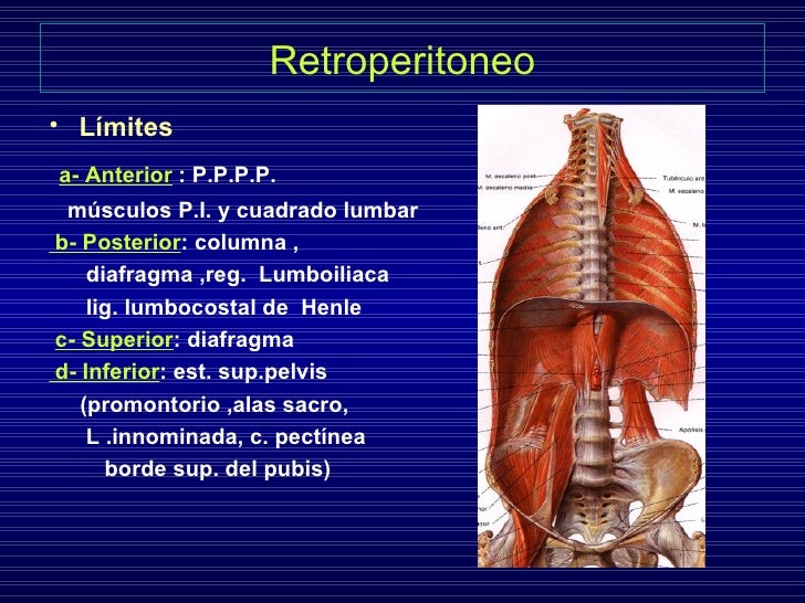 30 Retroperitoneo Renal