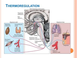 30-Thermoregulation (Iryna ma'am).pptx