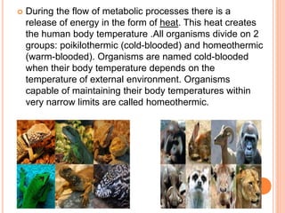 30-Thermoregulation (Iryna ma'am).pptx