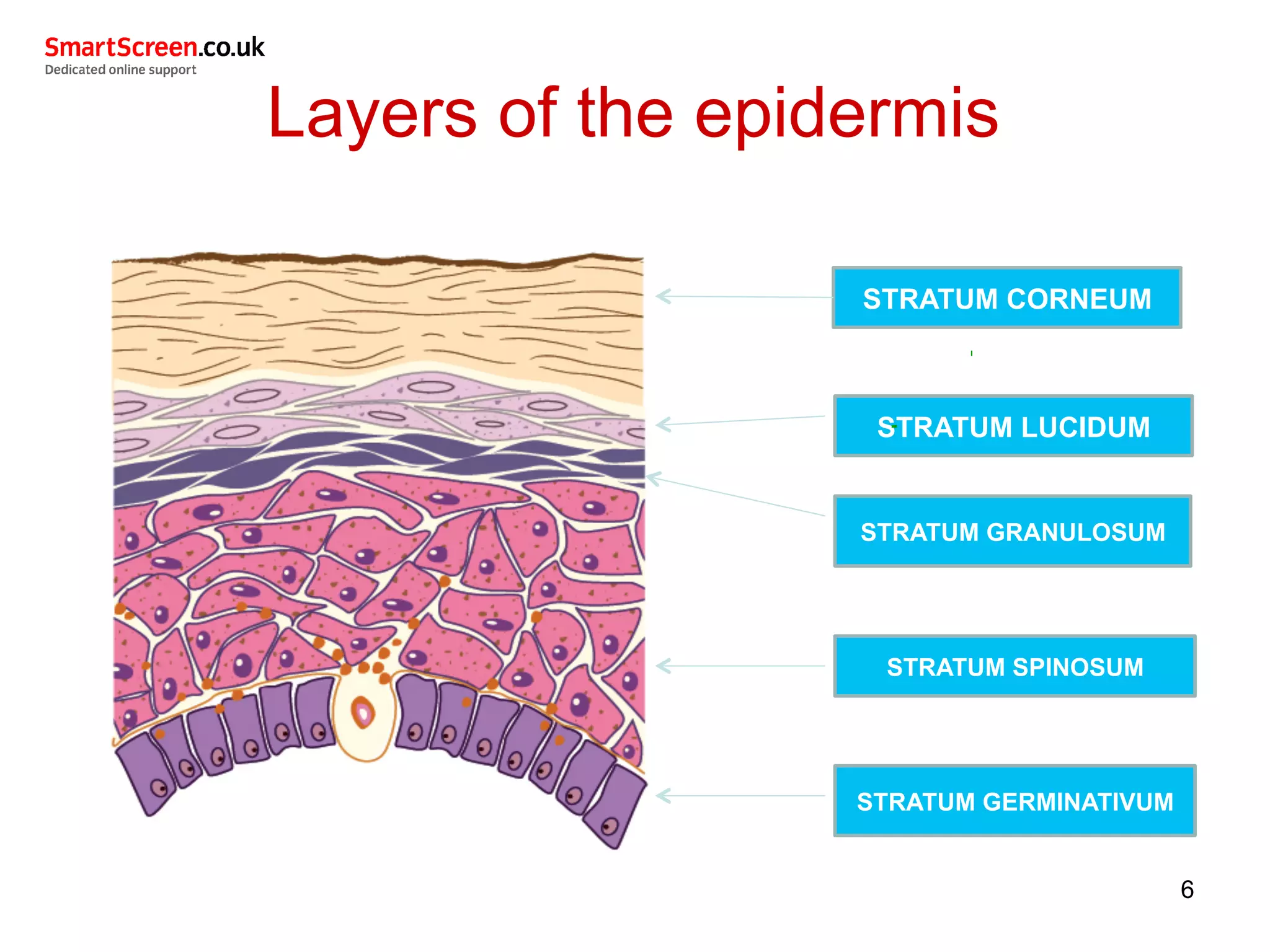 3003 3 321_powerpoint_1-skin | PDF