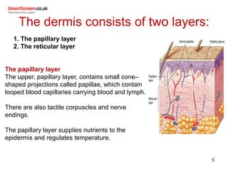 3003 3 321_powerpoint_2-skin | PPT | Skin and Dermatology | Diseases ...