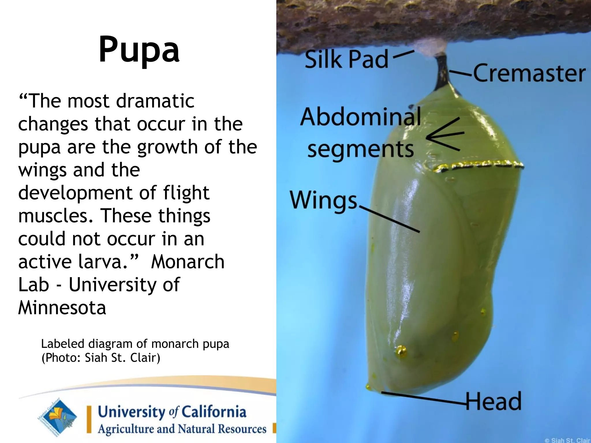 Monarch Butterflies | PDF