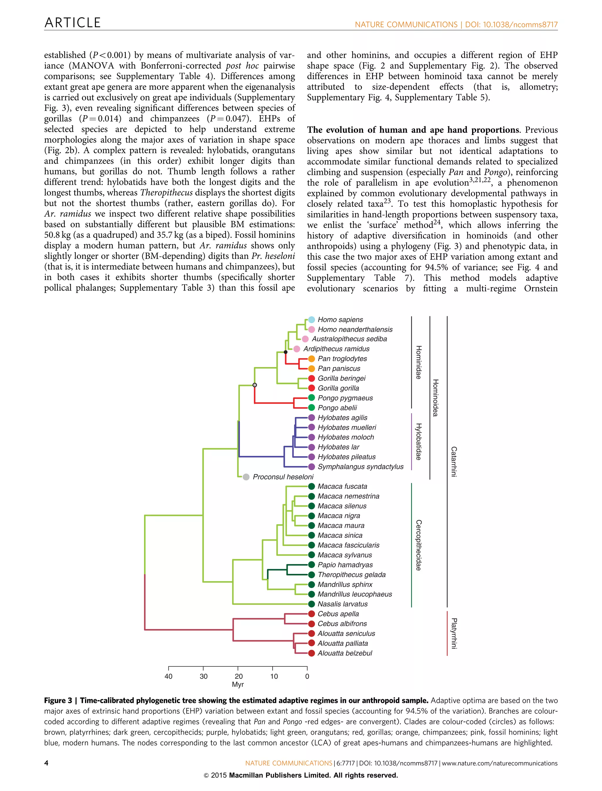 The evolution of human and ape hand proportions | PDF