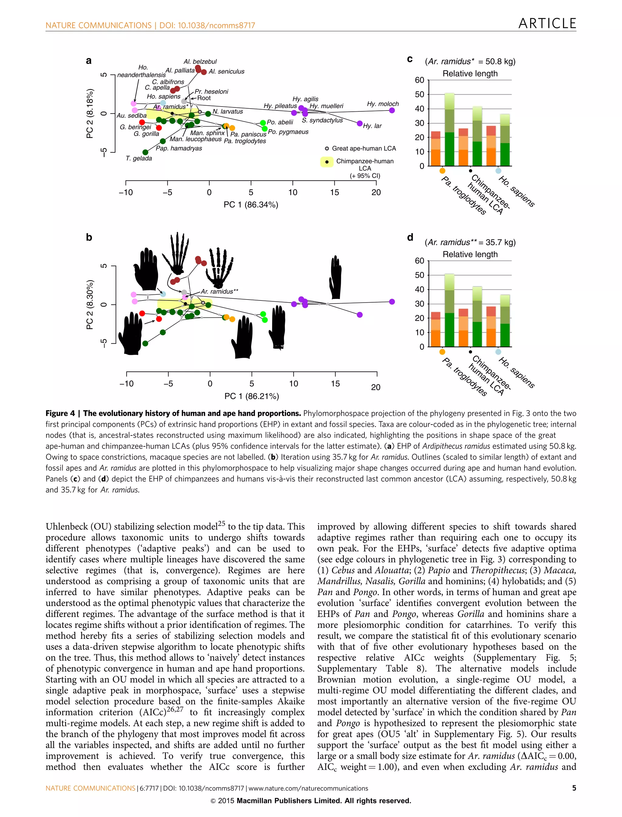 The evolution of human and ape hand proportions | PDF