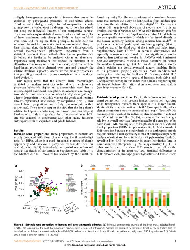 The evolution of human and ape hand proportions | PDF