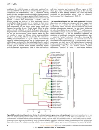 The evolution of human and ape hand proportions | PDF
